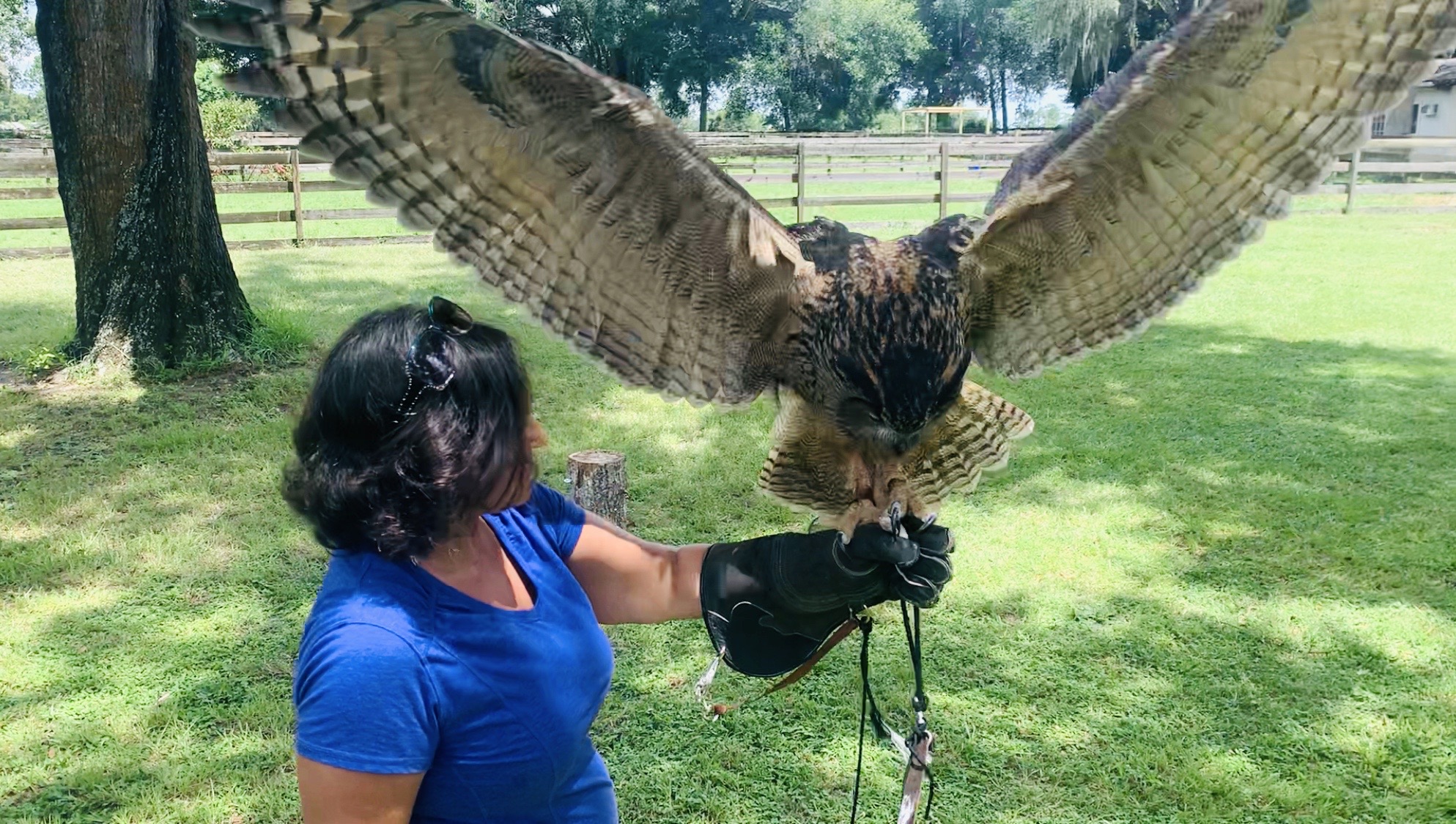 Meet the Birds | Falconry Adventures of Orlando